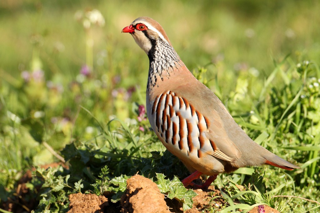 Perdiz-vermelha ou Perdiz-comum (Alectoris rufa) - Museu Virtual de ...