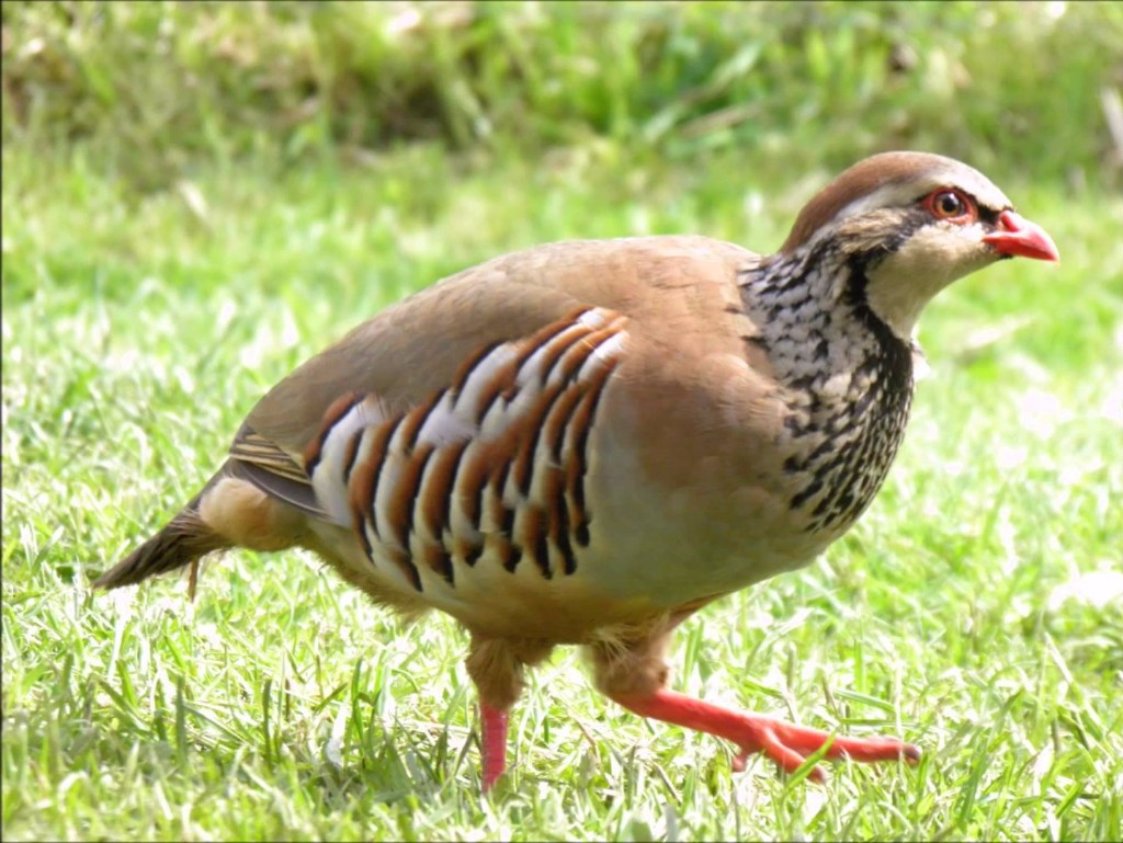 Perdiz-vermelha ou Perdiz-comum (Alectoris rufa) - Museu Virtual de ...