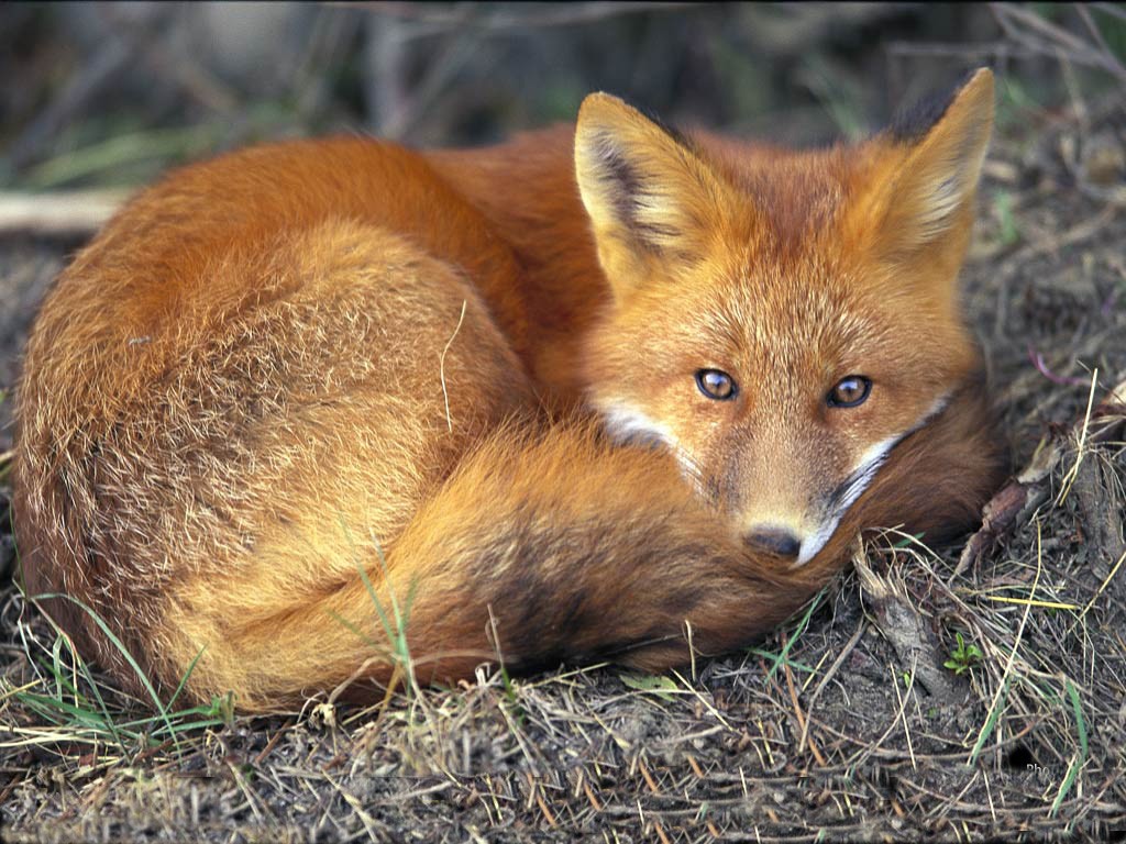 Raposa-vermelha (Vulpes vulpes) - Museu Virtual de Manteigas