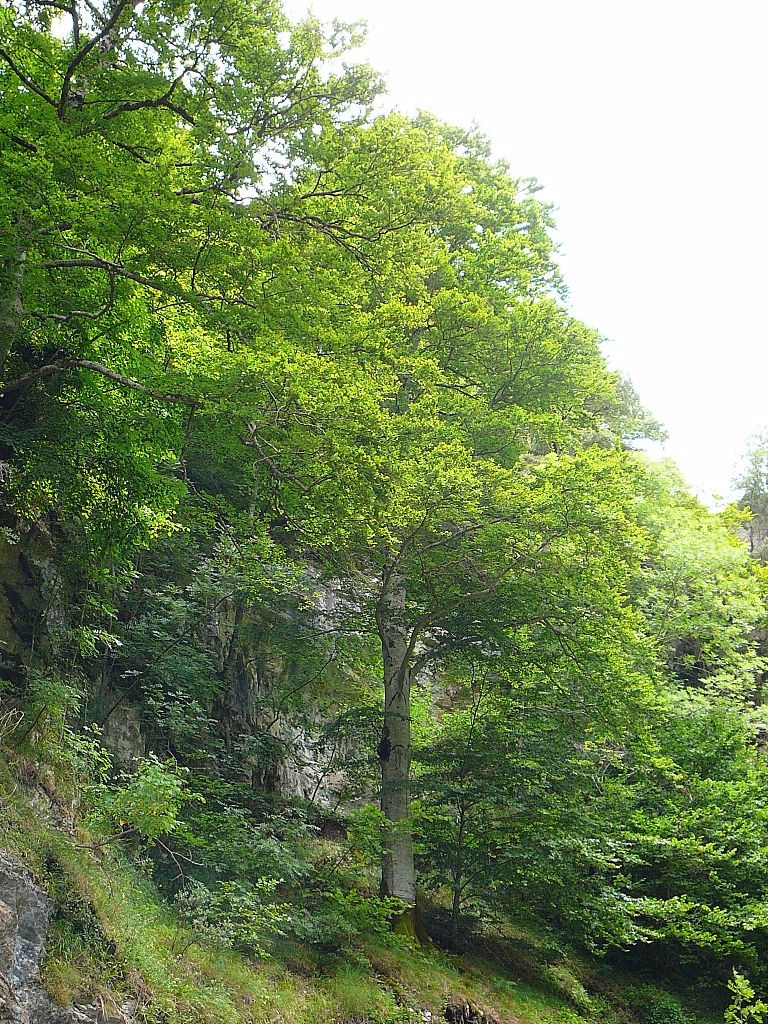 Faia (Fagus sylvatica L.) - Museu Virtual de Manteigas